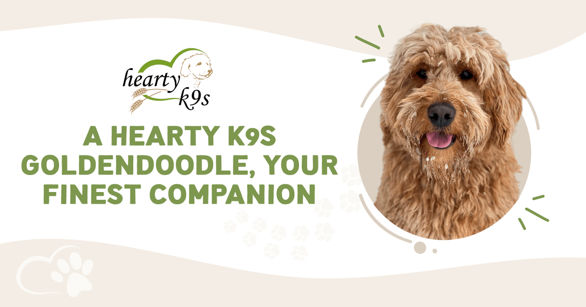 Our K9s - Hearty K9s: Meet Our breeding dogs including Goldendoodles ...